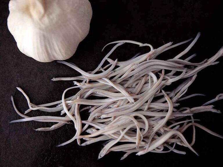 Descubre la deliciosa Angula: un manjar para los paladares más exigentes