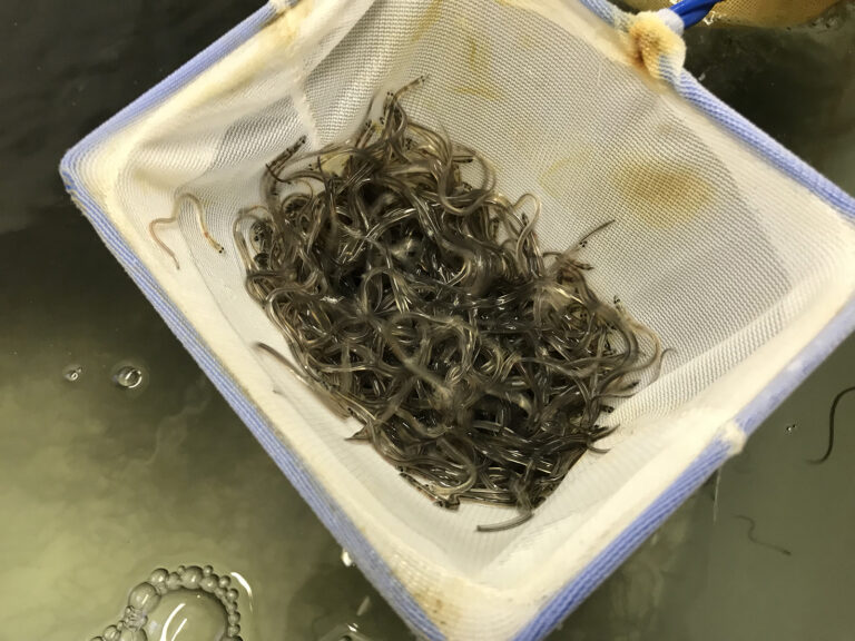 ¡Descubre el precio del kilo de angulas y sorpréndete!