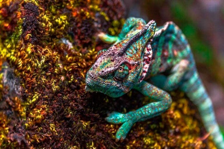 Descubre la fascinante fauna de Francia: animales únicos y asombrosos