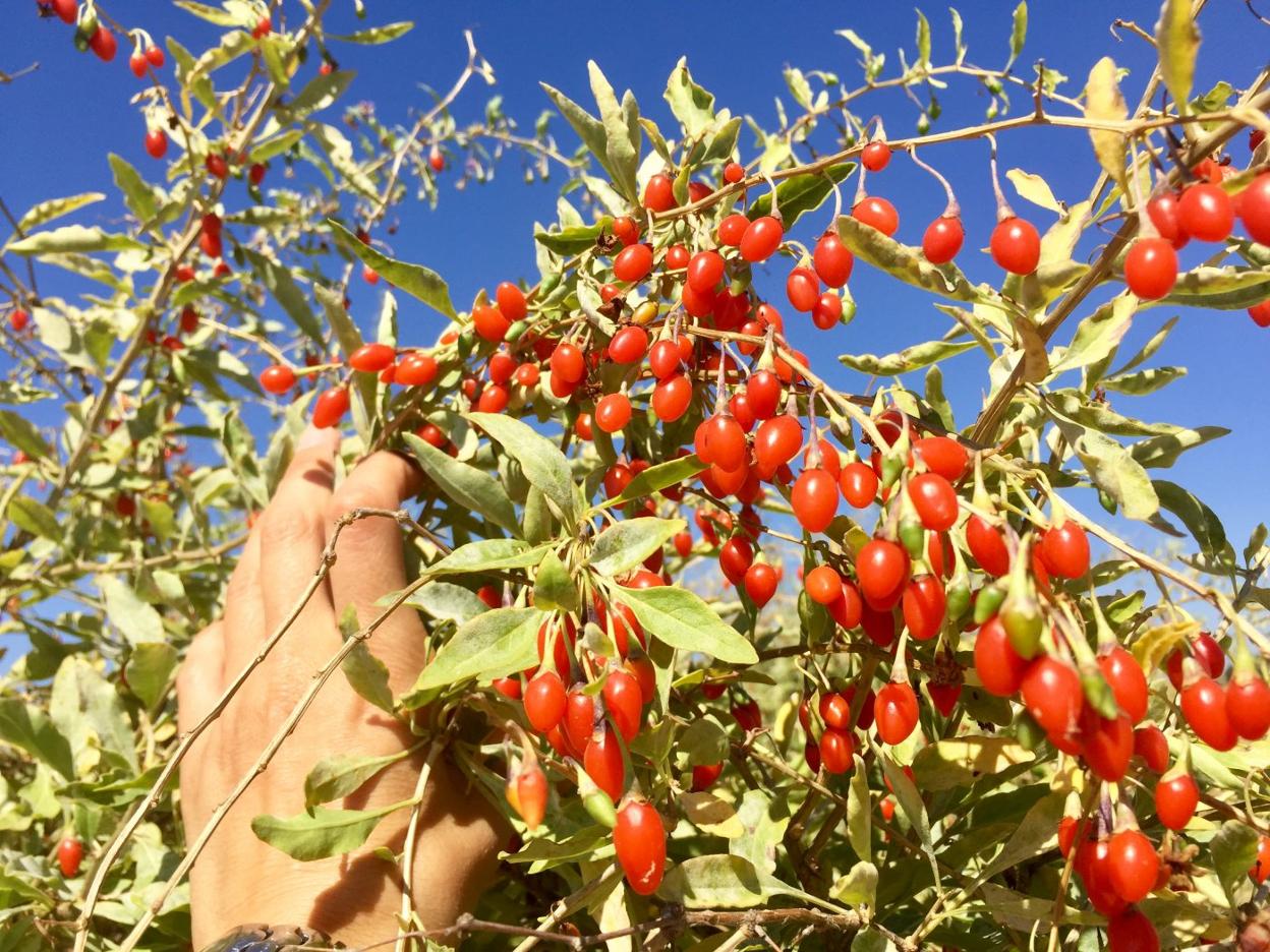 Descubre cómo tomar las bayas de goji y mejora tu bienestar.