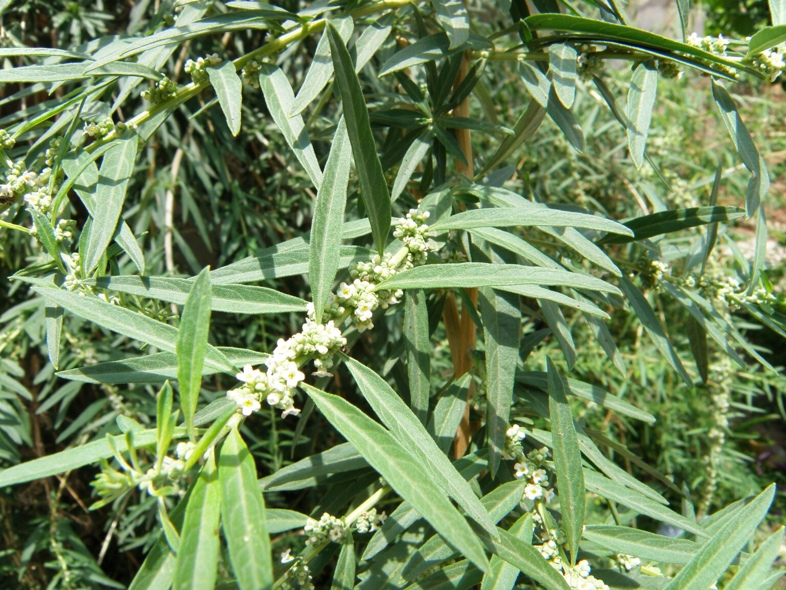 ¡Descubre el sabor auténtico del burrito yuyo para tu mate! Disfruta de ...