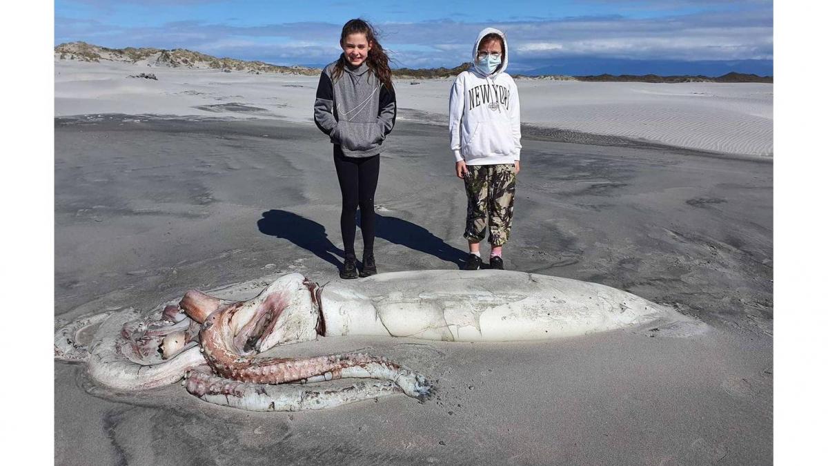 Descubre el asombroso tamaño del calamar gigante con nosotros.