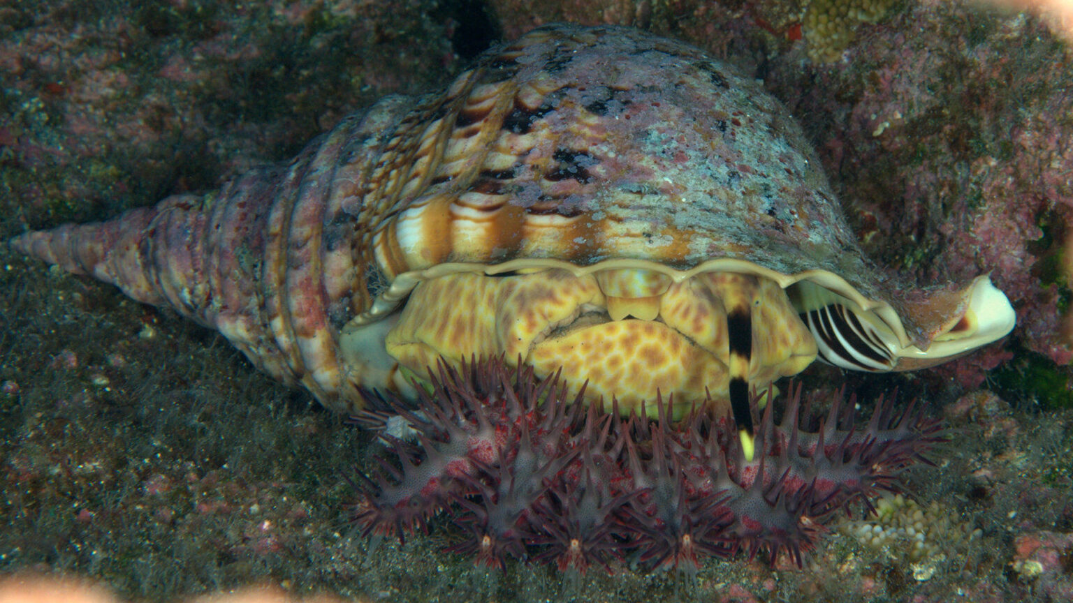 Descubre los fascinantes tipos de caracoles de mar que te sorprenderán.