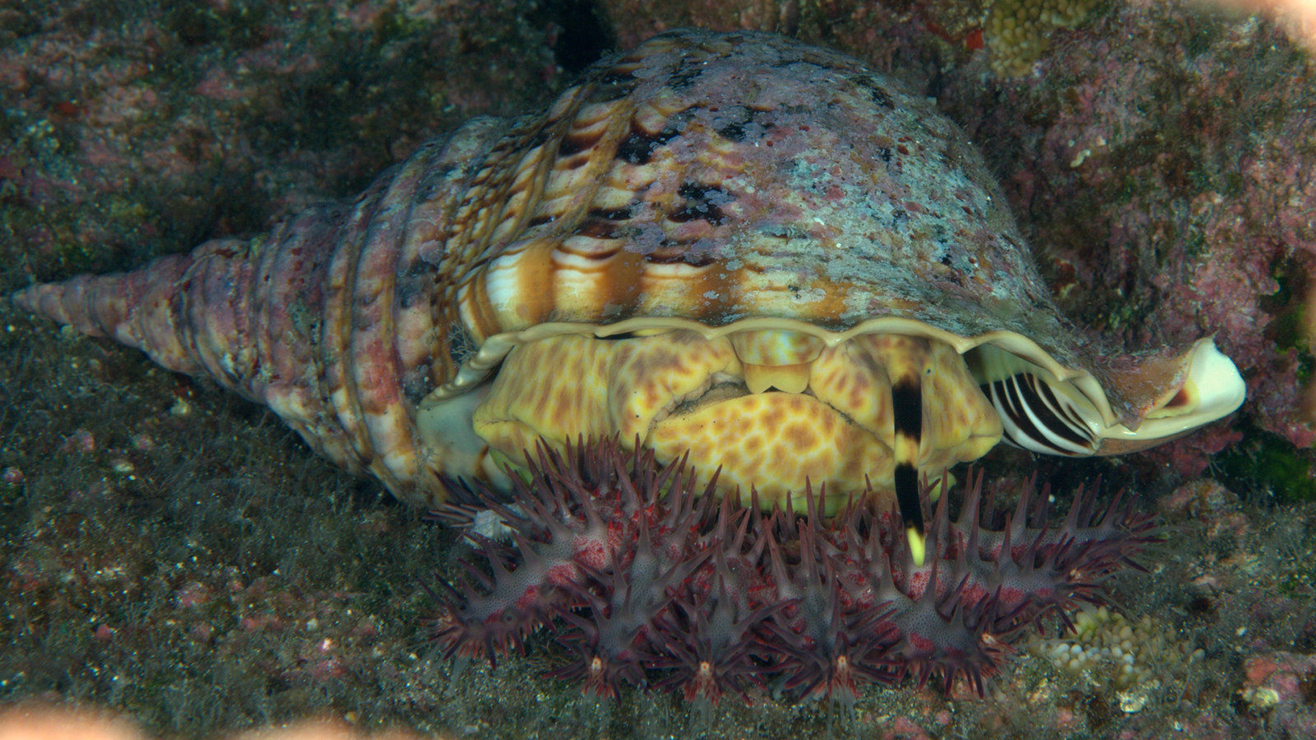 Descubre los fascinantes tipos de caracoles de mar que te sorprenderán.