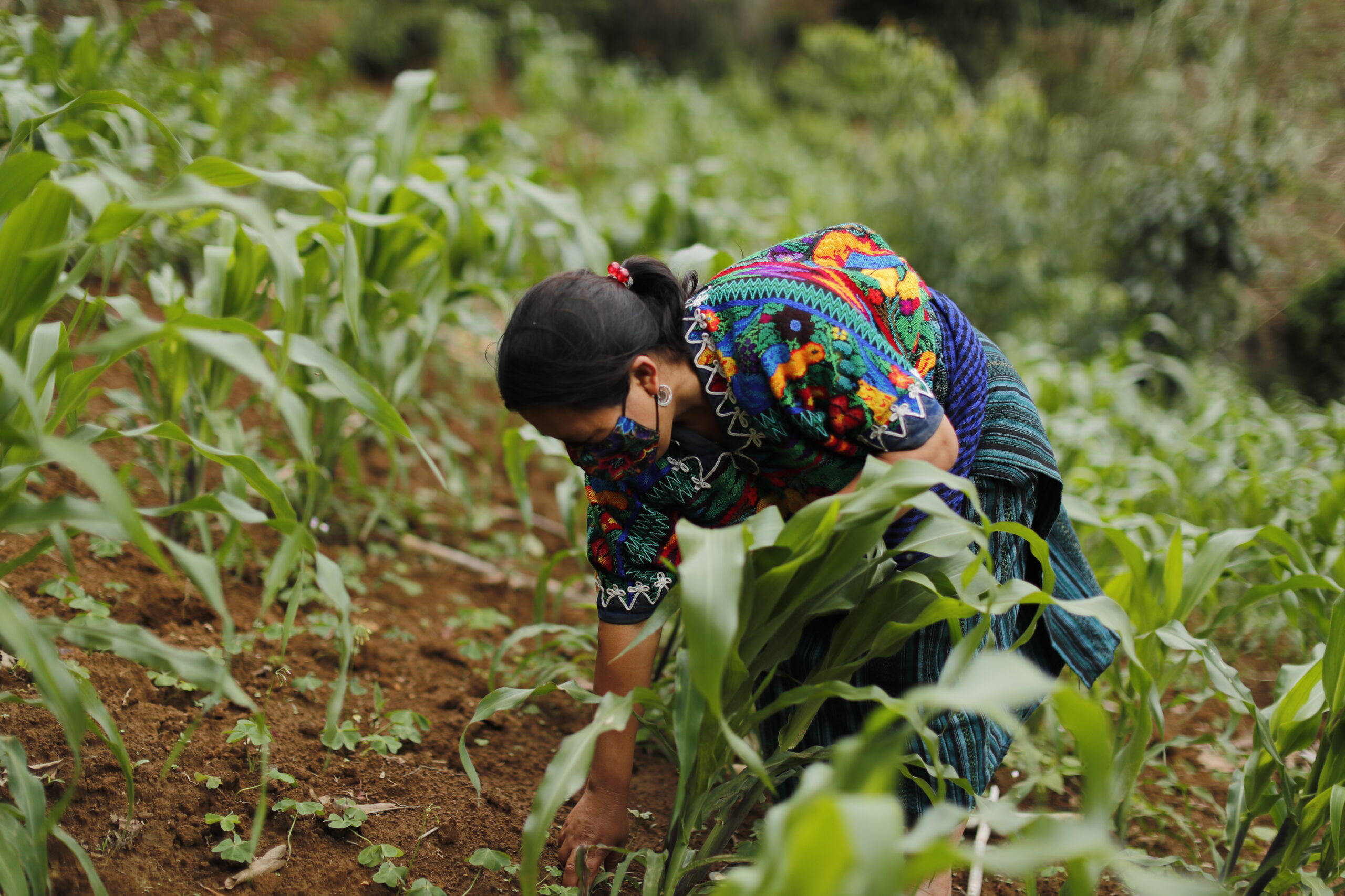 Descubre los cultivos ancestrales de América en un solo clic