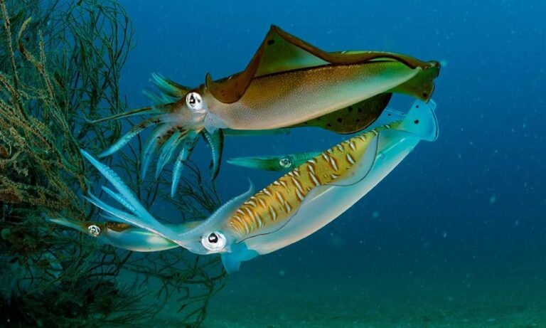 Descubre todo sobre calamar: diferencias entre pescado azul y blanco