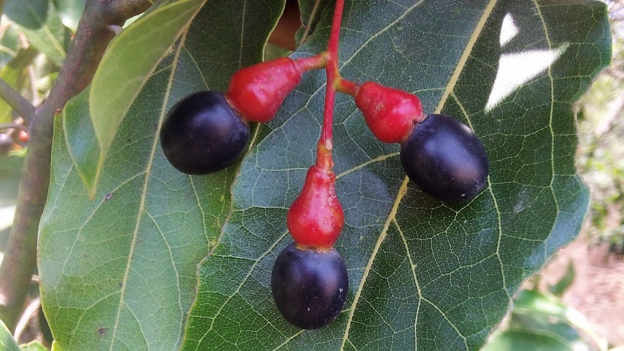 Descubre los beneficios del fruto del árbol de canela: salud y sabor en ...