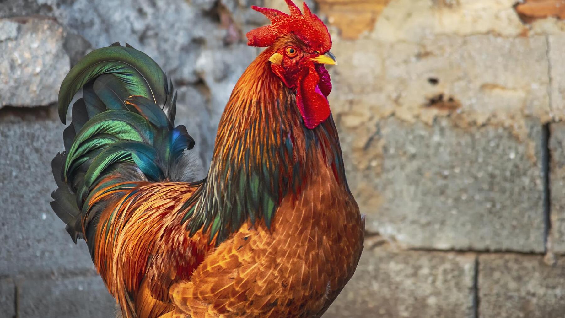 Descubre cuánto vive un gallo y prolonga la vida de tu mascota con ...