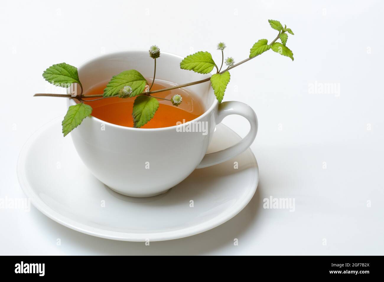 Descubre el secreto del té de la mujer azteca y mejora tu bienestar ...