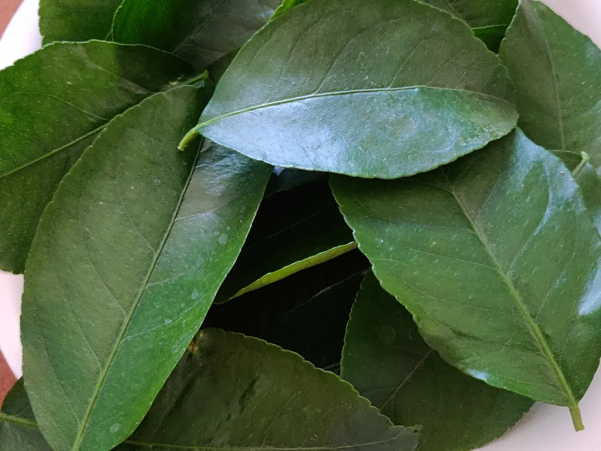 Aprende a preparar la hoja de limón: ¡sabores exóticos y saludables!
