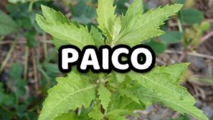 Descubre los beneficios del paico: mejora tu salud y bienestar