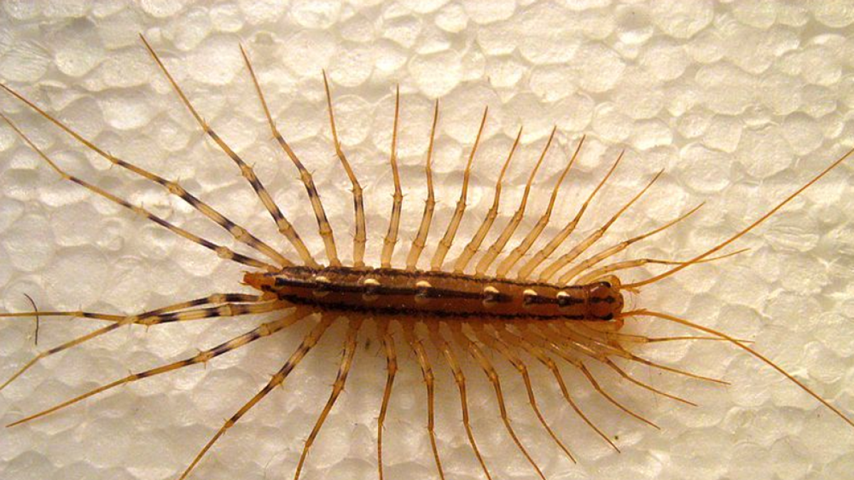 Descubre quién tiene 5 pares de patas - ¡Sorprendente!