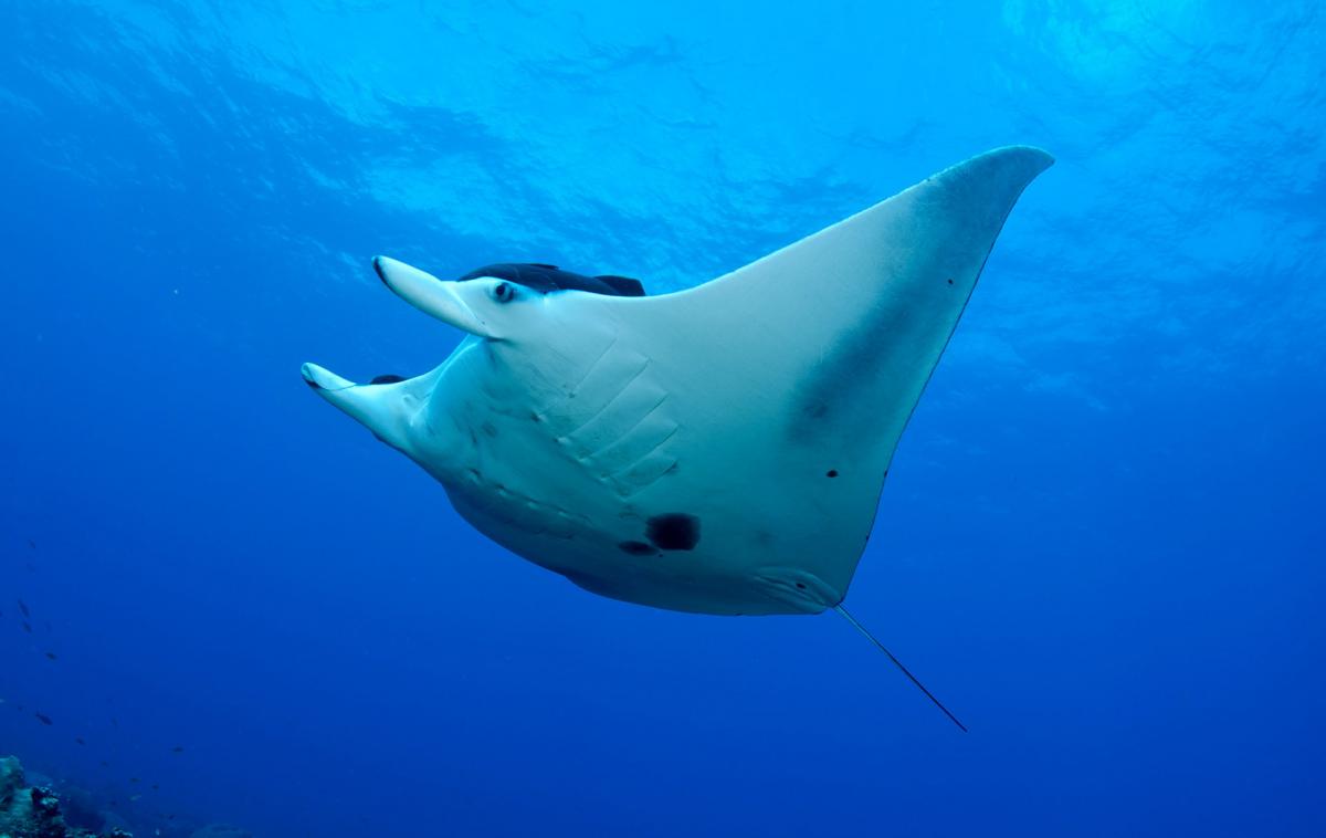 Descubre cuanto mide una mantarraya y asómbrate con su majestuosidad