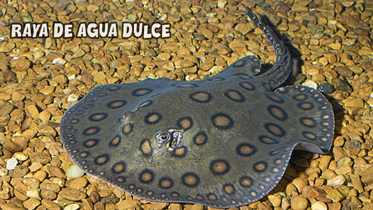 Descubre la asombrosa mantarraya de agua dulce - ¡Una experiencia única!
