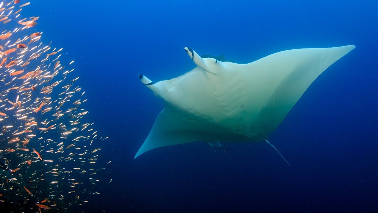 Descubre los cautivadores colores de las mantarrayas en nuestro sitio web.