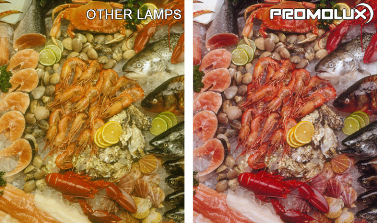 Descubre la verdadera diferencia entre chipirón y calamar ¡Impresiona a ...