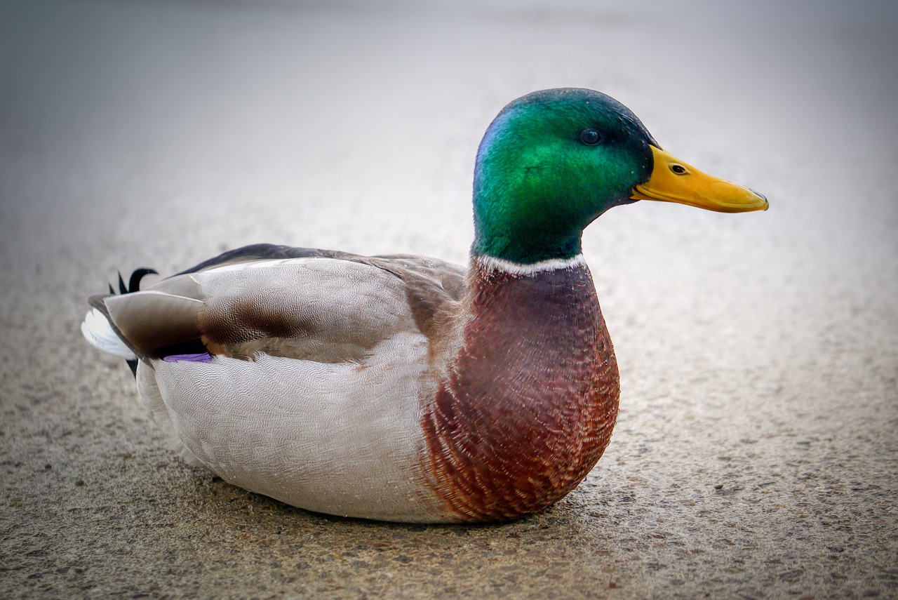 Descubre el fascinante mundo de los patos y sus colores sorprendentes