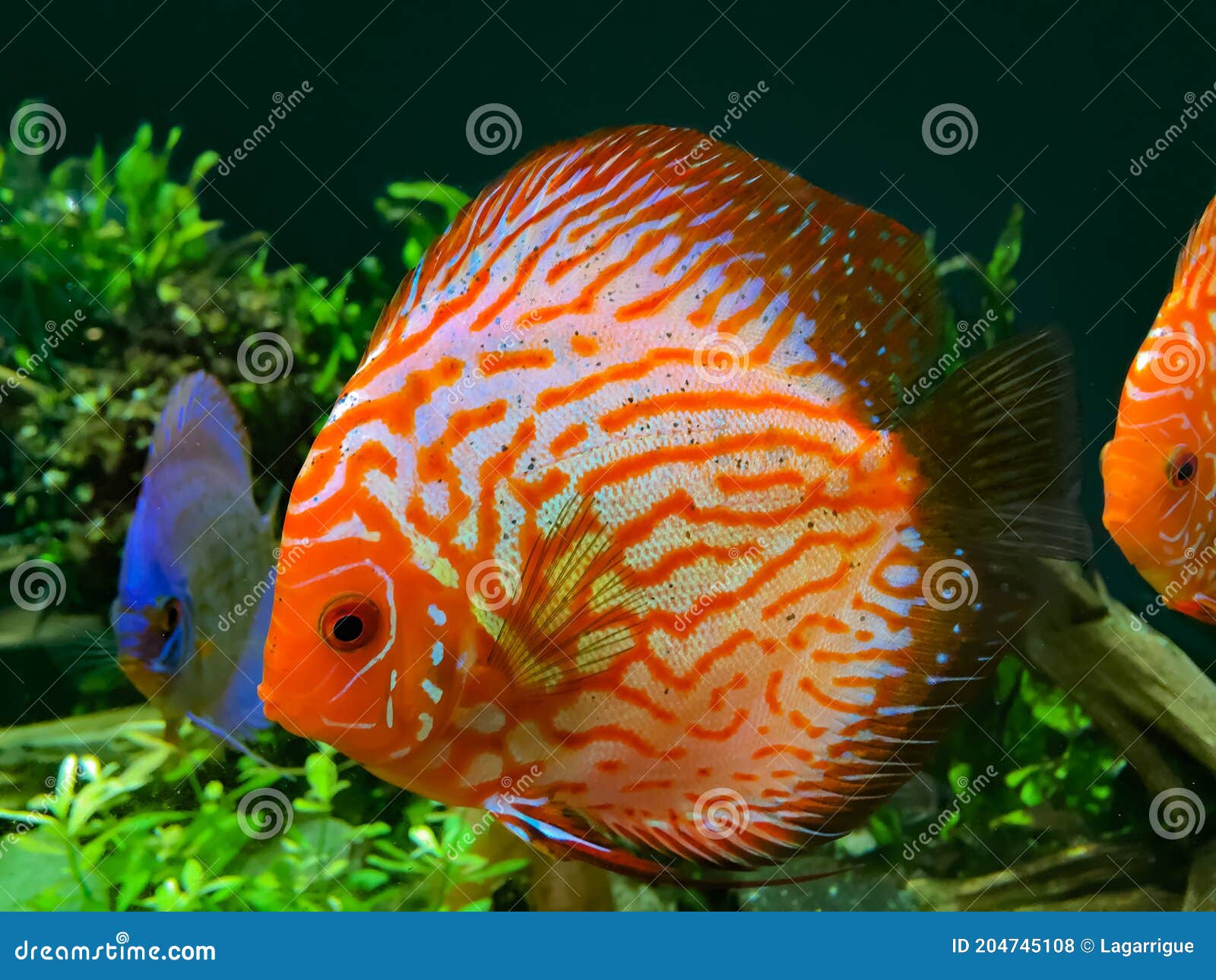 Descubre la belleza vibrante de los peces bonitos de colores