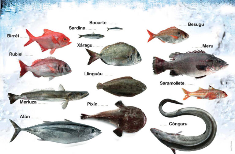 Descubre la belleza de los peces de roca del Cantábrico: una ...