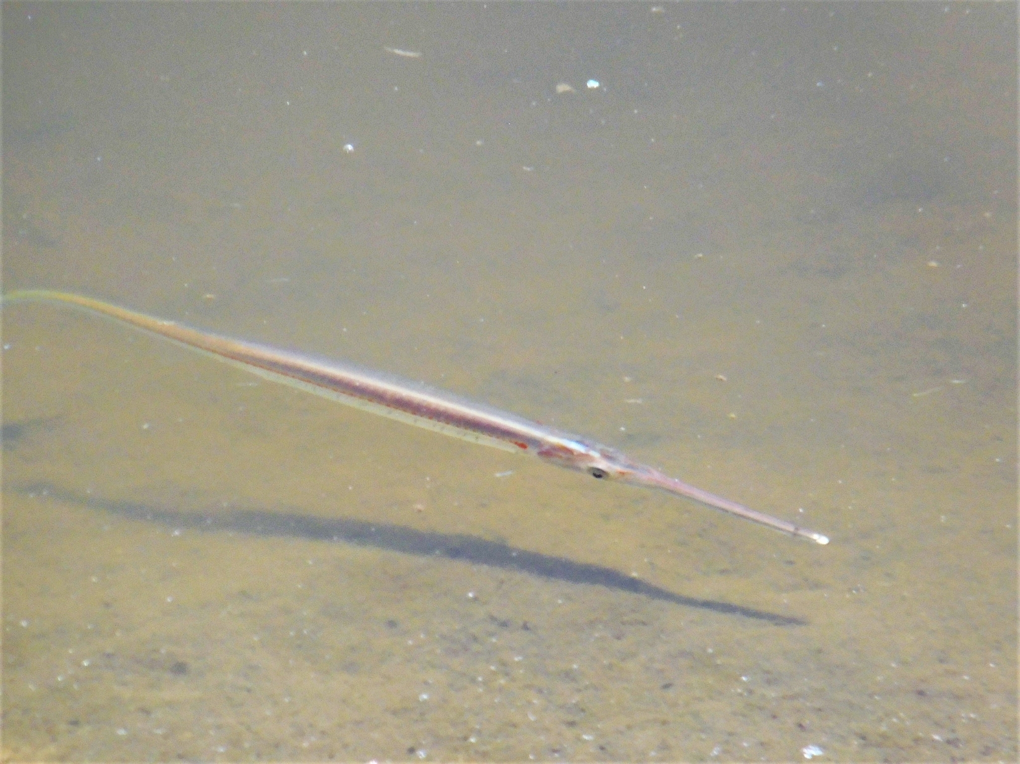 Descubre el increíble pez aguja de río: su belleza hipnótica y ...