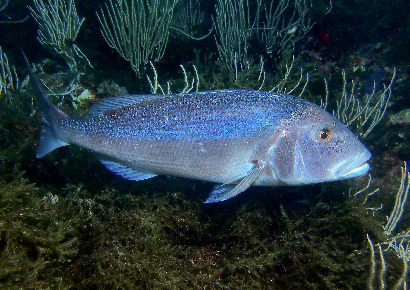 Descubre los diversos nombres del dentón - todo sobre este increíble pez.