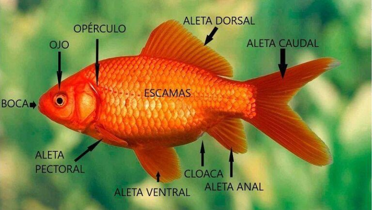 Descubre las fascinantes partes del cuerpo de un pez: ¡una guía completa!