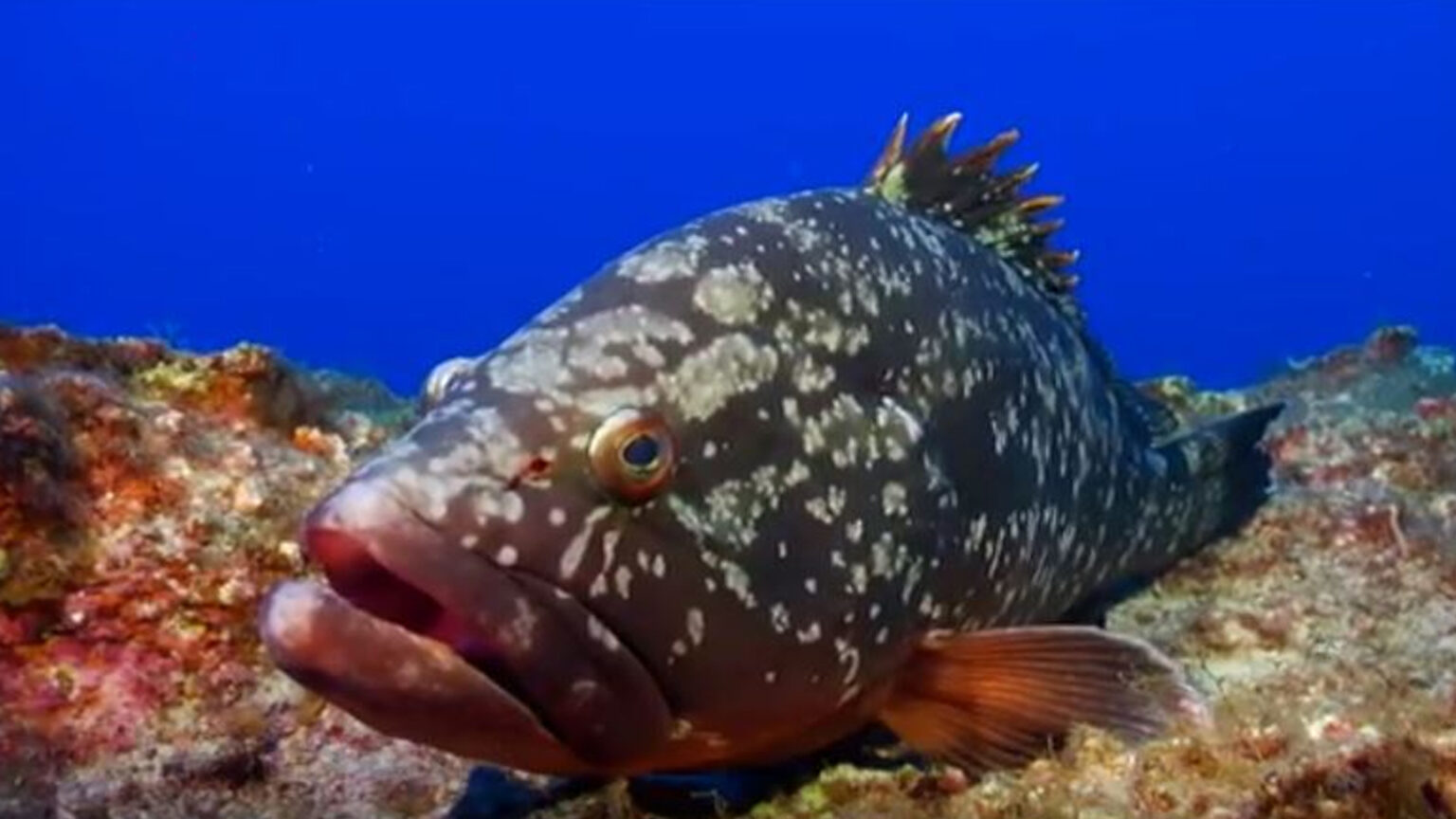 ¡Descubre el pez mero, una belleza cautivadora y misteriosa!