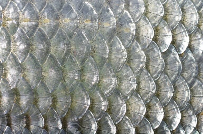 Descubre el fascinante mundo del salmón con escamas y sus increíbles ...