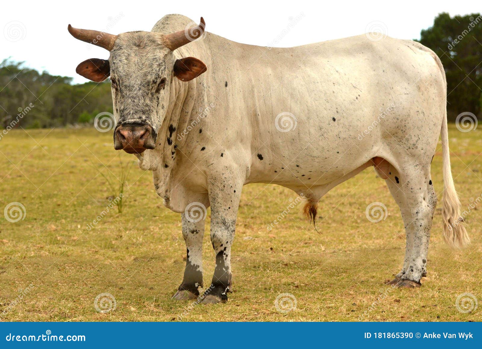 Descubre al Rey de la Fauna: El Toro más Grande del Mundo