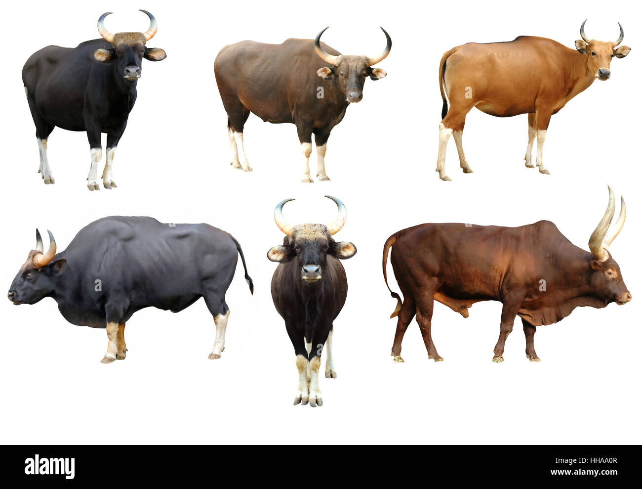 Descubre la raza de toro con cuernos imponentes y poderosos