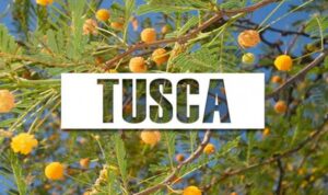 Descubre cómo la tusca alivia y cura los molestos síntomas