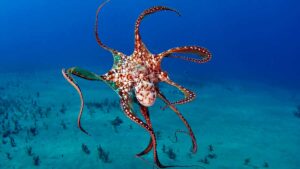 Descubre cuantas patas tiene un pulpo y asómbrate con su increíble diversidad