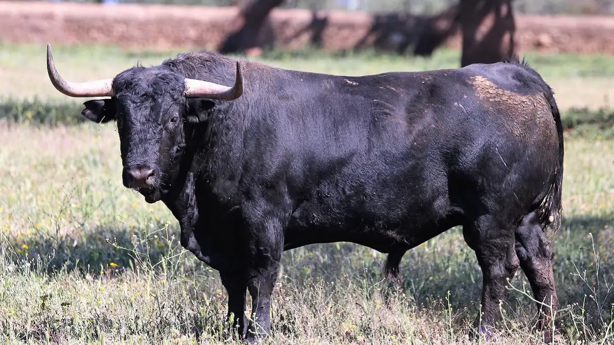 Descubre el impresionante peso de un toro de lidia: ¡impactante y ...