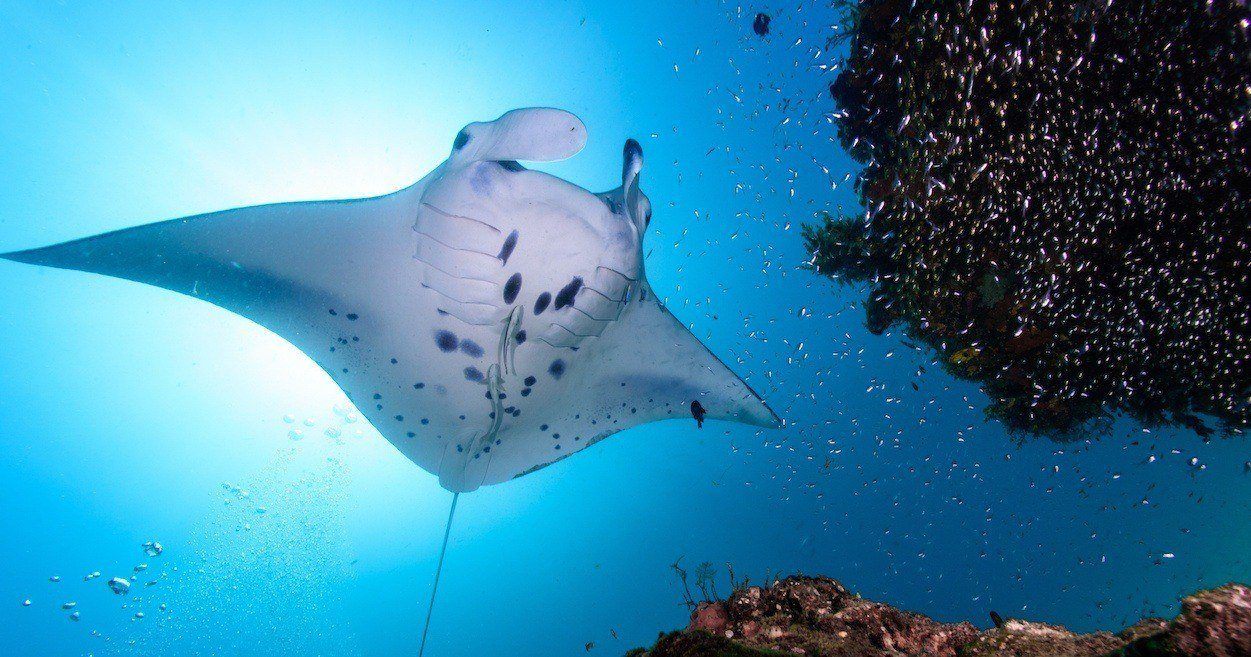 Descubre la maravilla de la manta raya y raya: ¡Inmersión en la vida ...